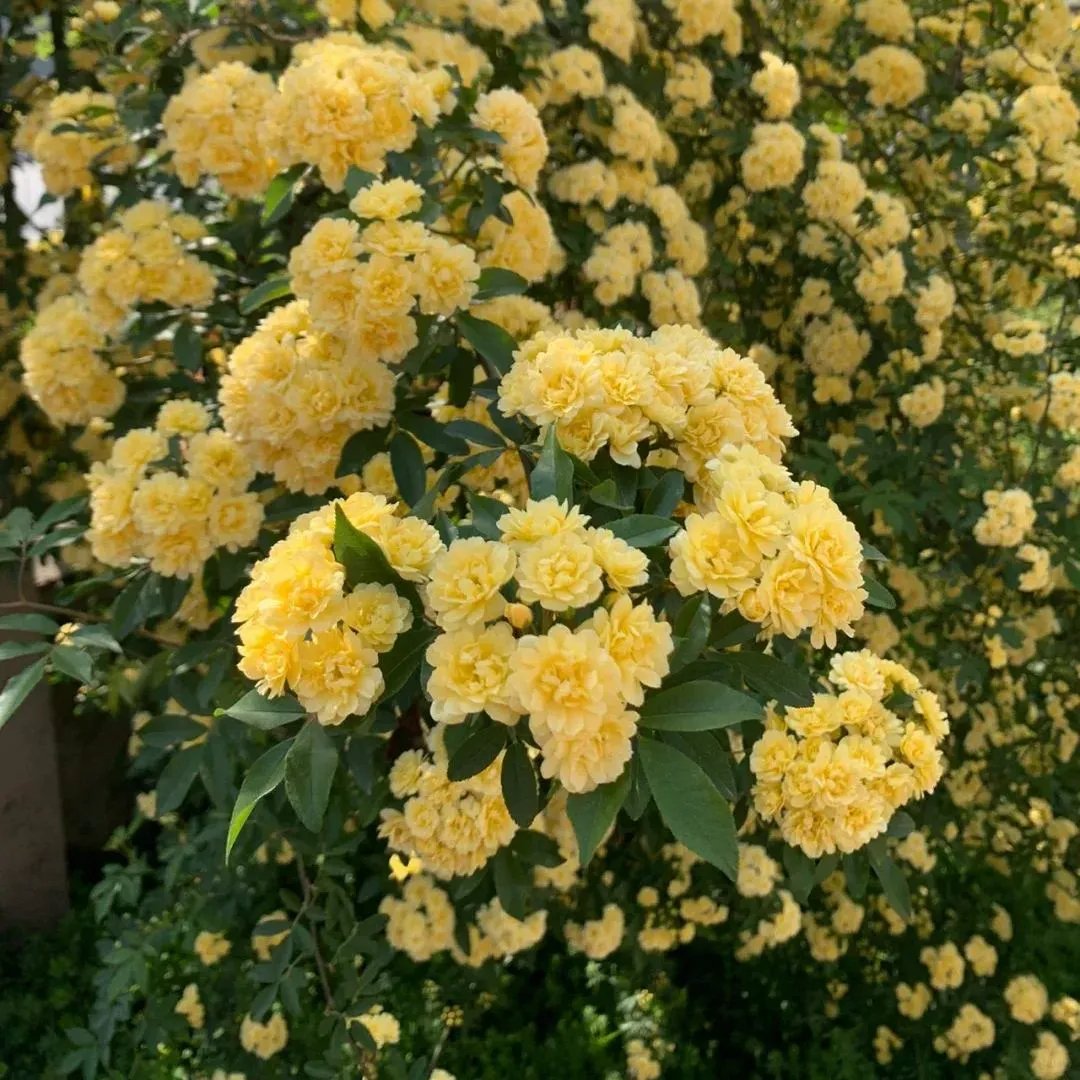 Thornless Lady Banks Rose - Agreetion